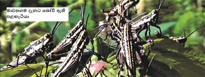 මාවතගම ඉන්නේ කාන්තාර පළඟැටියා නොවේ ! ඒත් විමසිල්ලෙන් සිටින්න - Read Sri ...