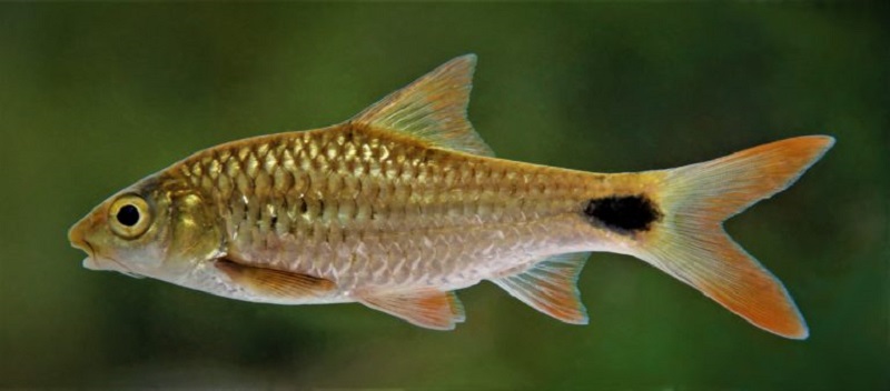 ‘ගඩයා හා දුම්බර පෙතියා‘ ලොග්ගල්ඔය කුඩා ජල විදුලිබල ව්‍යාපෘතියට බිලි ...